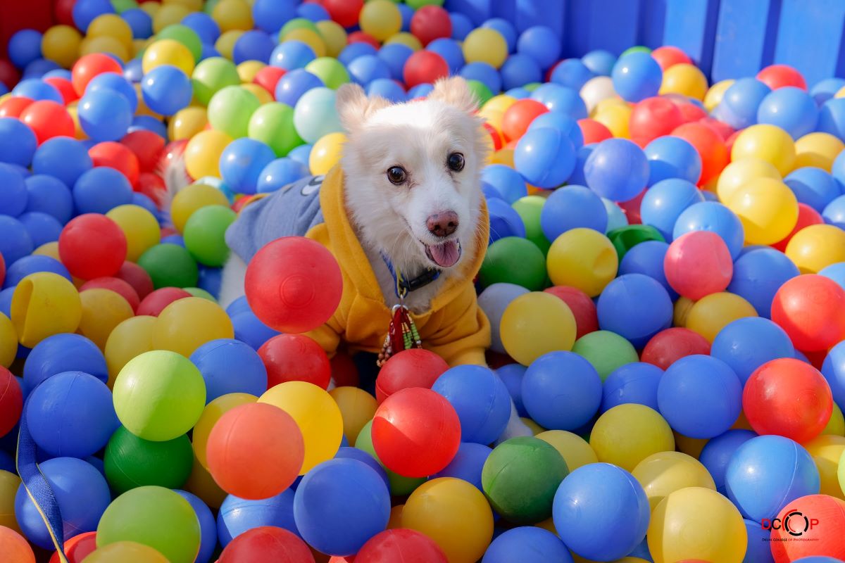Pet Fed 2025 Returns with Bigger Festivities